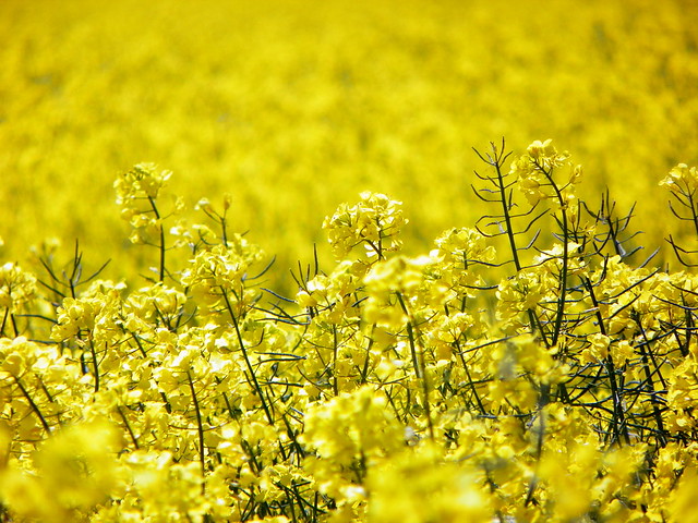 CGPISL produces India's first 132 kV ester oil transformer - Power ...